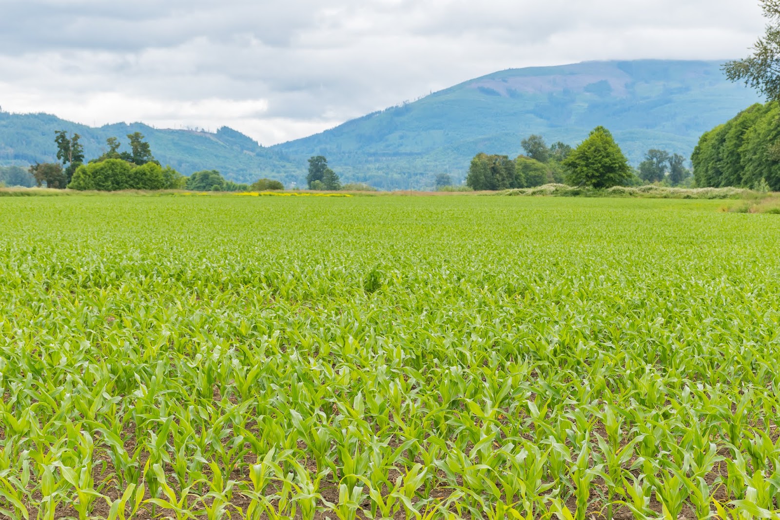 WSDA AgBriefs: A stimulating look at plant biostimulants