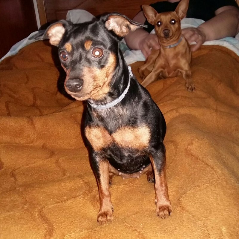 "DAISY", "MINNIE" Y "OSI" (MIS PERRITAS PINCHER MINI Y EL GATITO DE MI ...