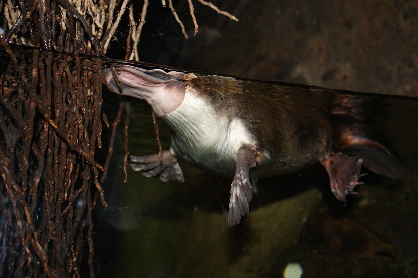 la mia avventura australiana: ...koala kanguri e poi altro ancora....