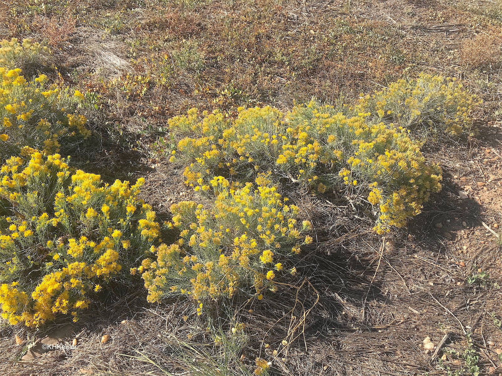A Wandering Botanist: Plant Story--Broom Snakeweed, Gutierrezia ...