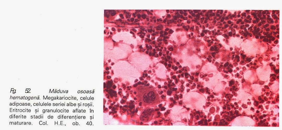 Stud-dent la Facultatea de Medicina Victor Papilian: Histologie - LP
