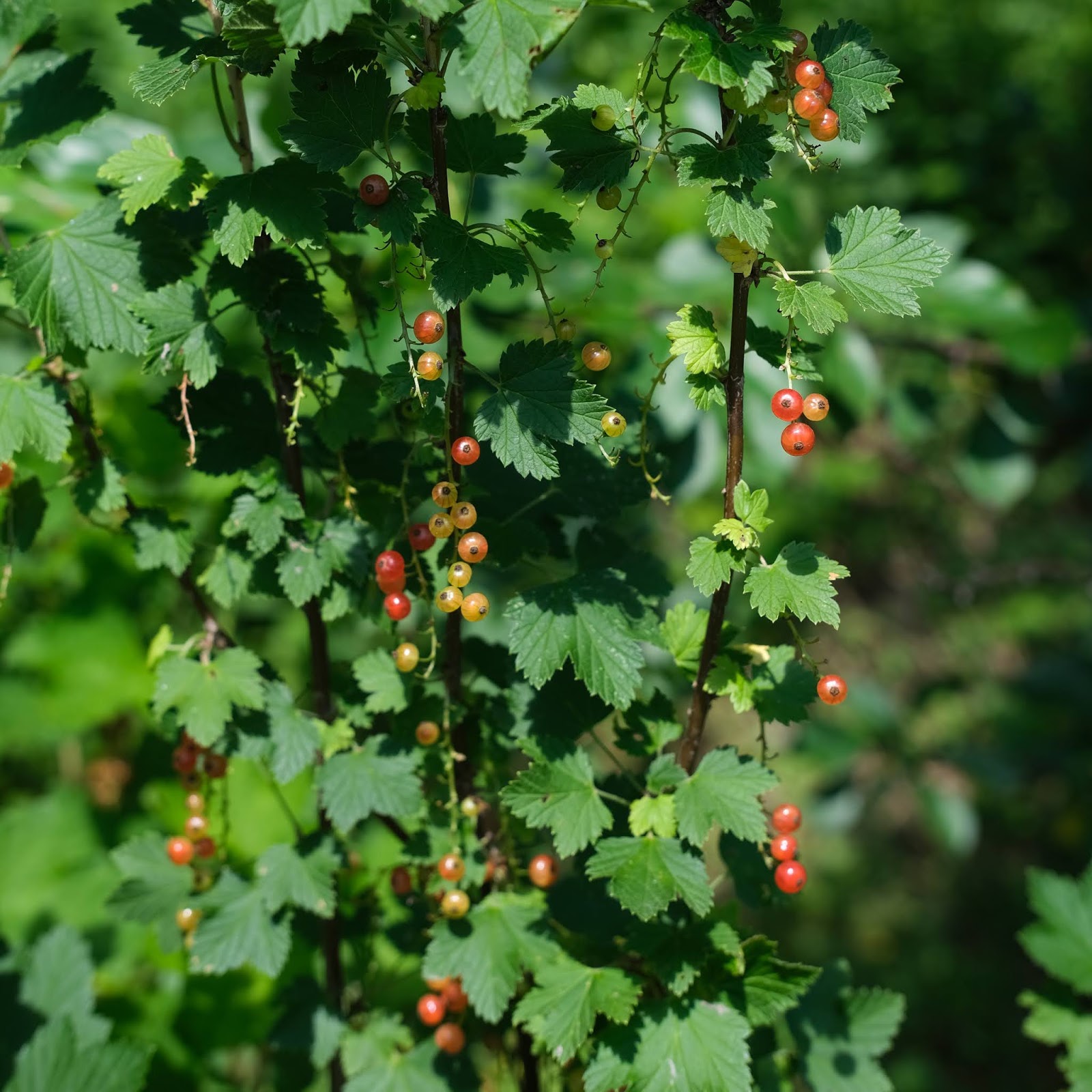 Local Flavor: Green Green Green