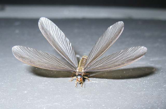 Photos and Info on Ants and Termites of Malaysia: Macrotermes Gilvus