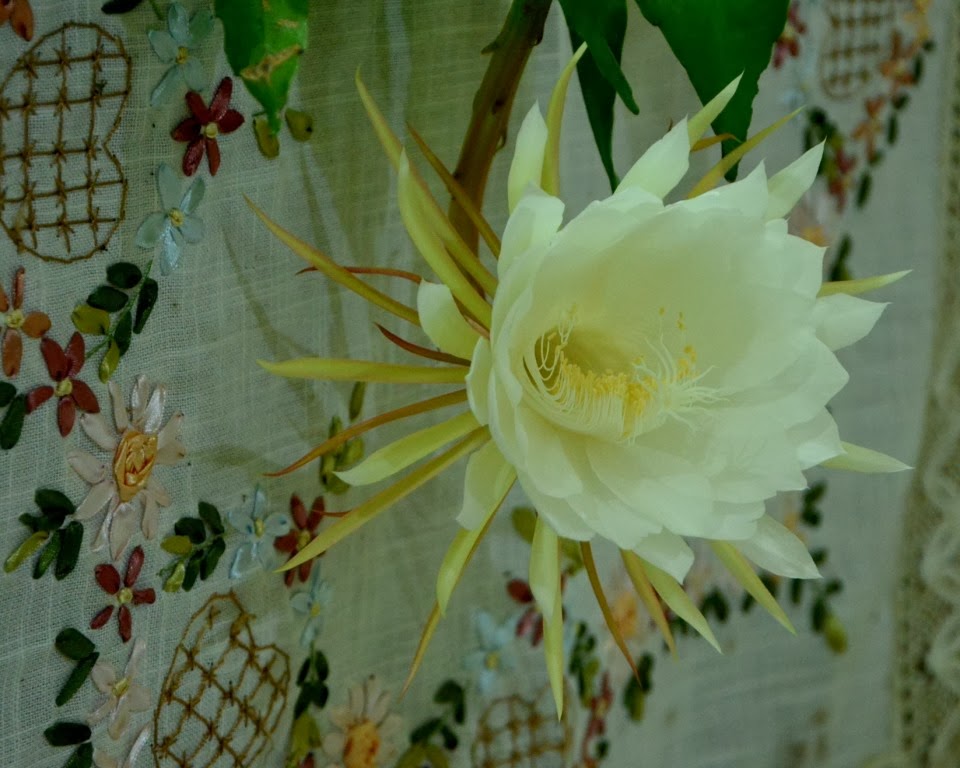 My little vegetable garden: Bakawali - Queen of the night at Seri ...