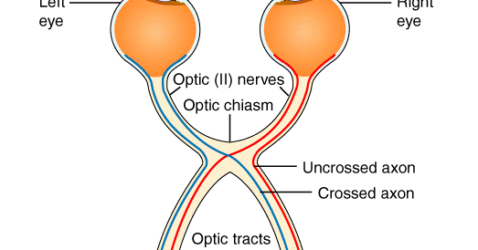 Tal's Butterfly Blog : How We See ? The Eye - Brain Connection
