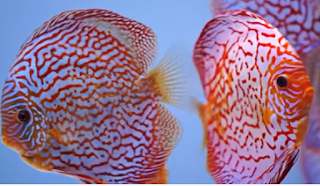 100 Discus Classification according to color and line | king fish