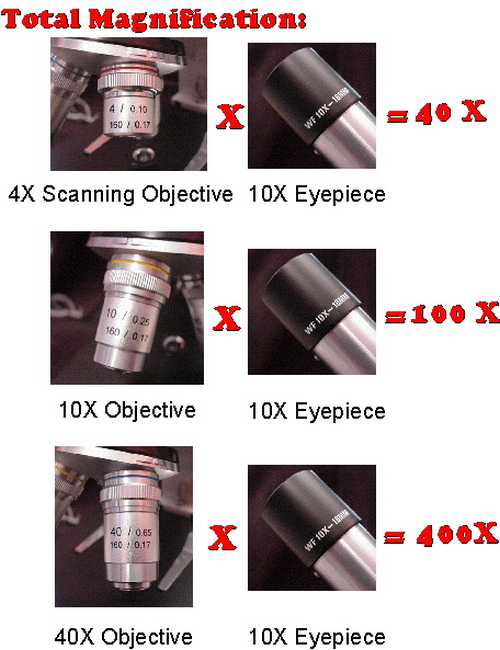 Parts Of A Compound Microscope Labeled with Diagrams Medical