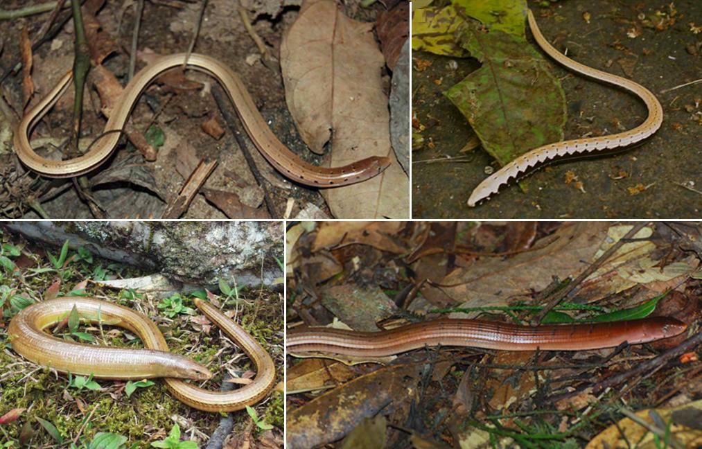 Species New to Science: [Herpetology • 2011] Review of the Genus ...