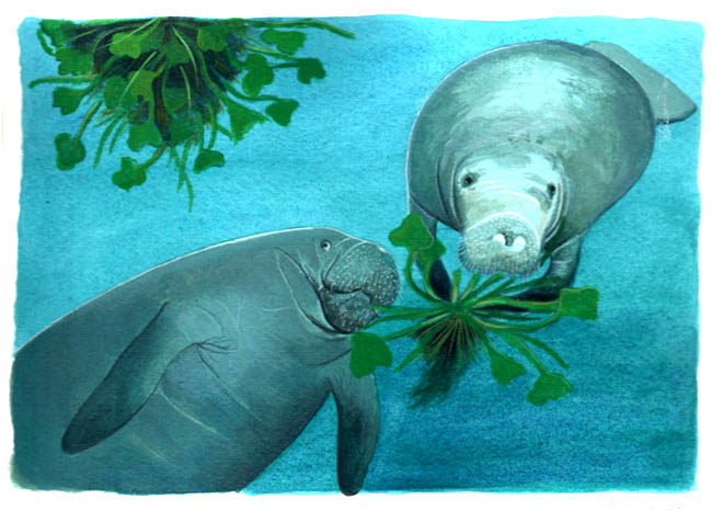 EL HERMOSO Y FABULOSO MANATI: EL HERMOSO Y FABULOSO MANATI