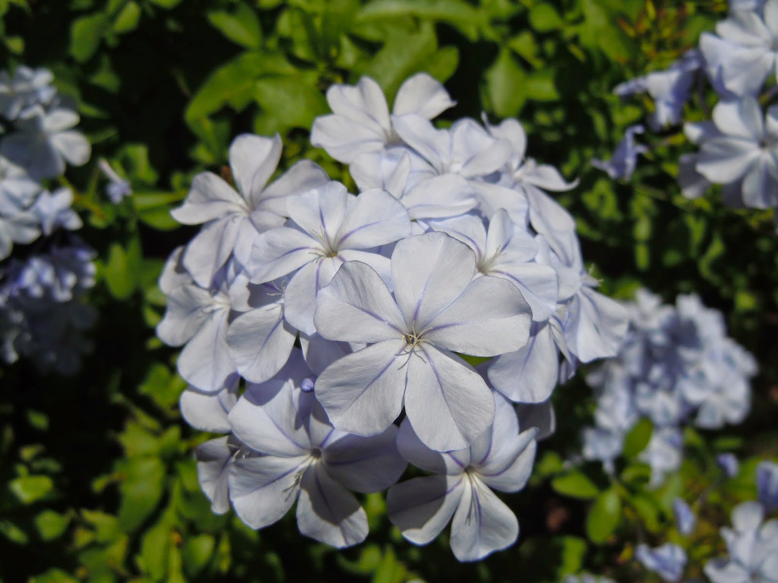 DIÁRIO COM A NATUREZA: 30 DE MARÇO - BELA-EMÍLIA - PLANTA E FLOR ...