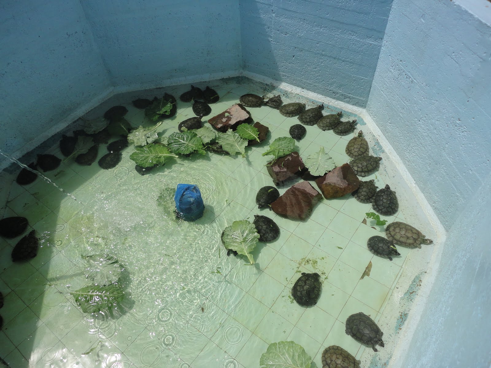 Manaus Turismo e Eventos: USINA HIDRELÉTRICA BALBINA - AMAZONAS