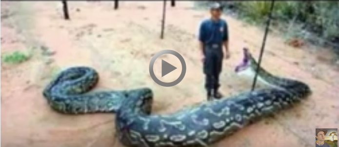 Man Eaten by Giant Snake | Forex 35 Top News