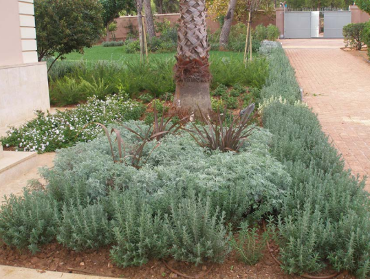 ΤΑΡΑΤΣΟΚΗΠΟΣ...Ο ΚΗΠΟΣ ΤΩΝ ΠΟΛΕΩΝ: ΜΕΣΟΓΕΙΑΚΟΙ ΚΗΠΟΙ: Η επαναφορά της ...