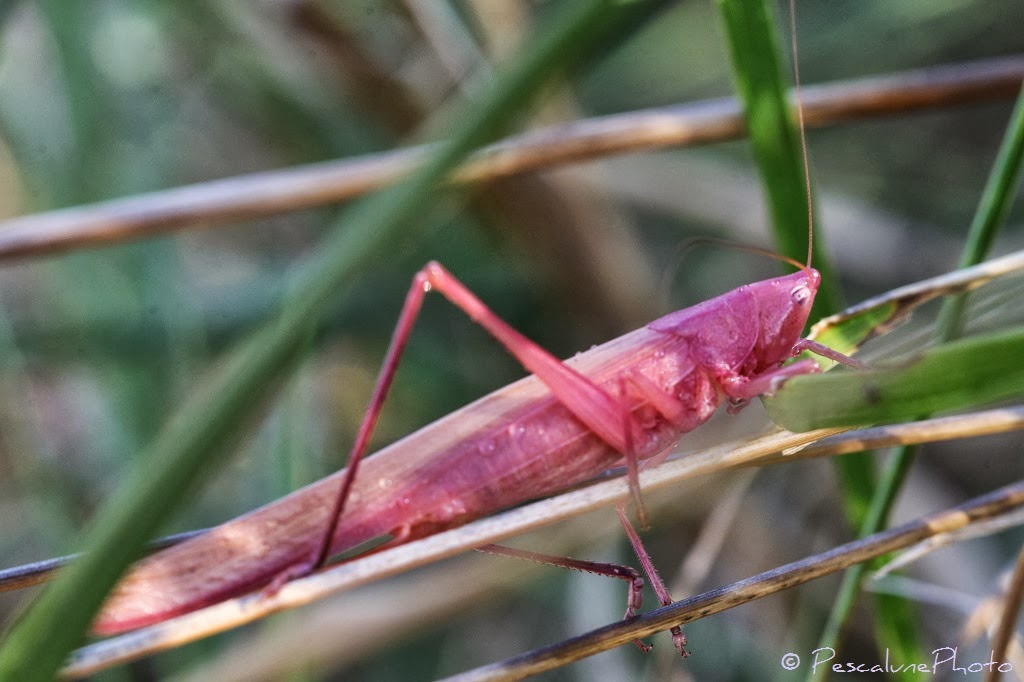 Pescalune Photo: Conocéphale gracieux (Ruspolia nitidula), Large ...
