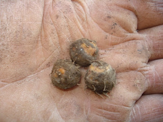 amicidellortodue: CIPERO - RACCOLTO