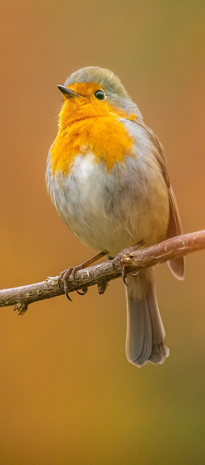 A beautiful robin - About Wild Animals