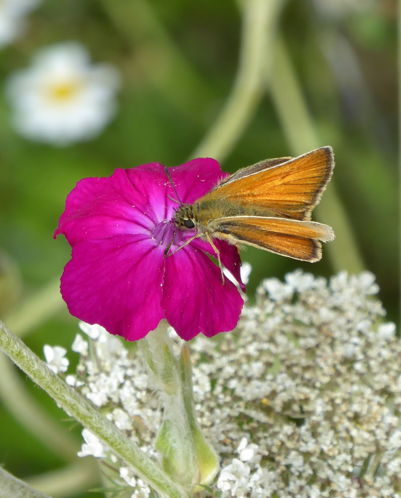 Wild and Wonderful: My Photos of (Largely UK) Butterfly Species