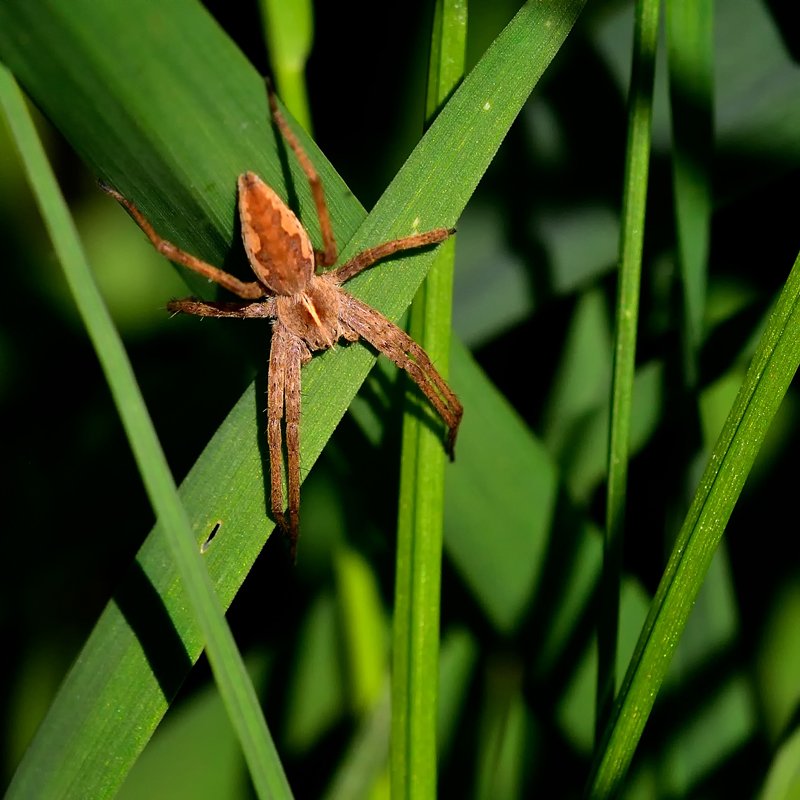 Knuts tips om makrofotografering: Edderkopper