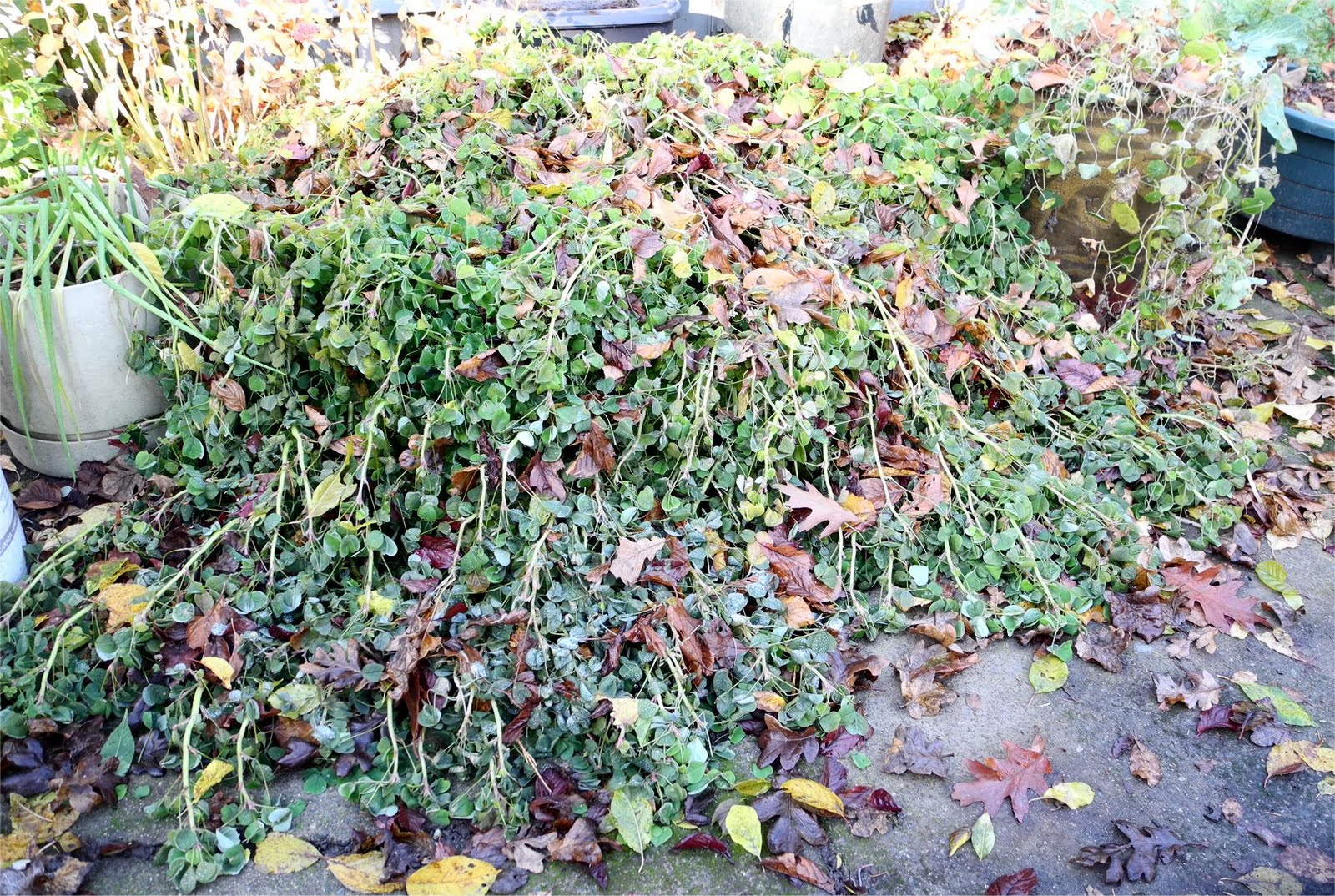 Really Random Garden