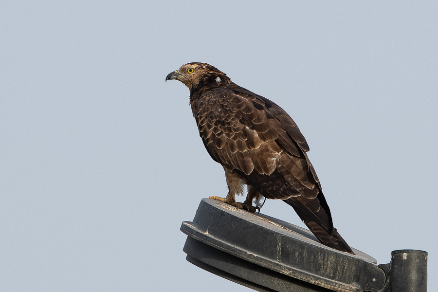 Birds of Saudi Arabia: Female Crested Honey Buzzard in Deffi Park – Jubail