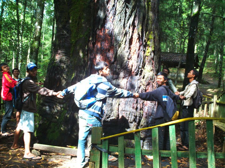 MISTERI POHON WALITIS DI HUTAN RASAMALA - SELOPAMPANG TEMANGGUNG