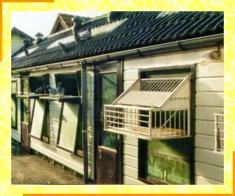 nieripigeons-Holanda racing pigeons: Martha Van Geel SIEMPRE VIGENTE.