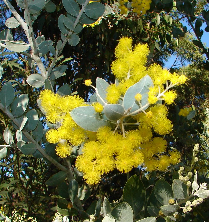Snap Happy Birding: Another Aussie Icon; the Wattle