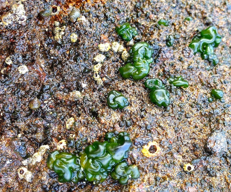 Rafael Microfauna Marina: Calothrix crustacea (Cianobacterias)