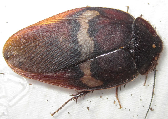 Invertebrate Dude: Some Ergaula capucina Pictures