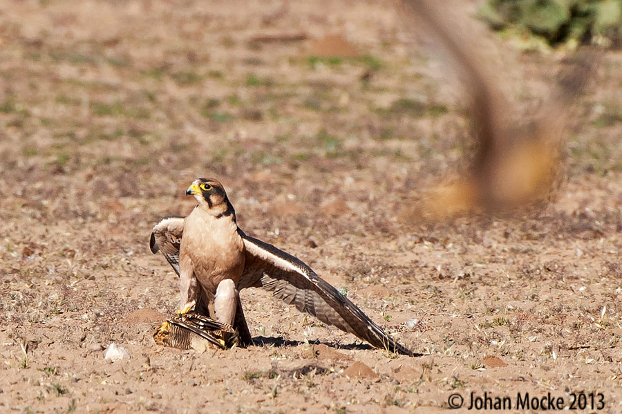 Johan Mocke Photography: Kgalagadi (2) Birds