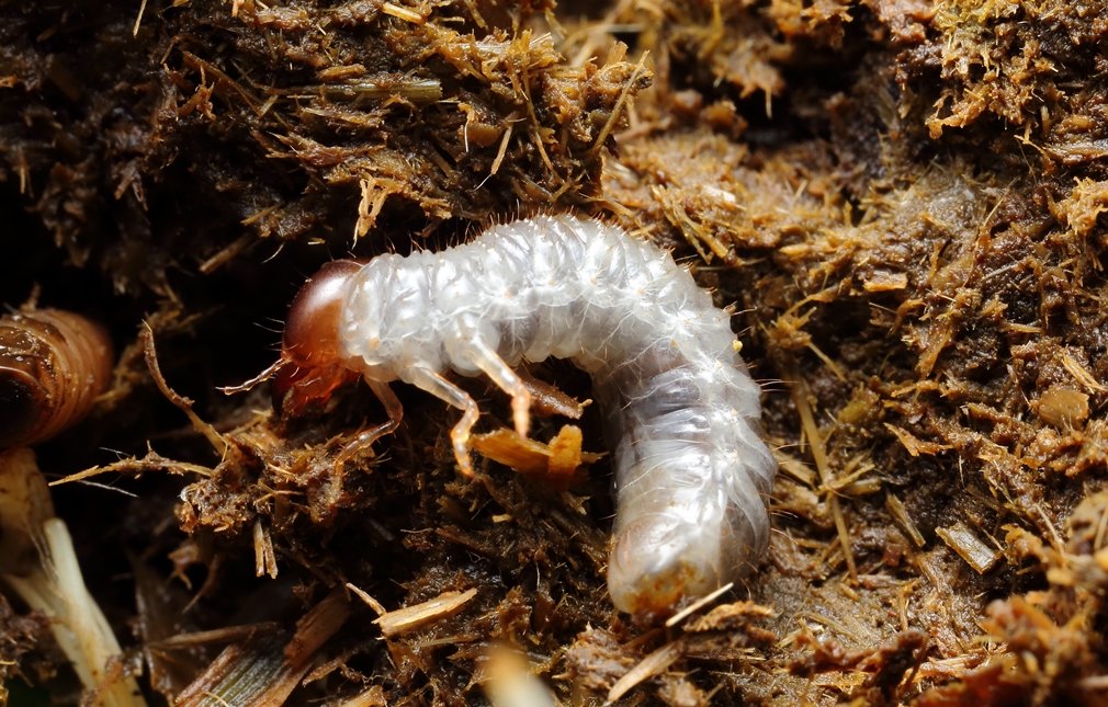 JJ's Photographic nature blog: October 2015