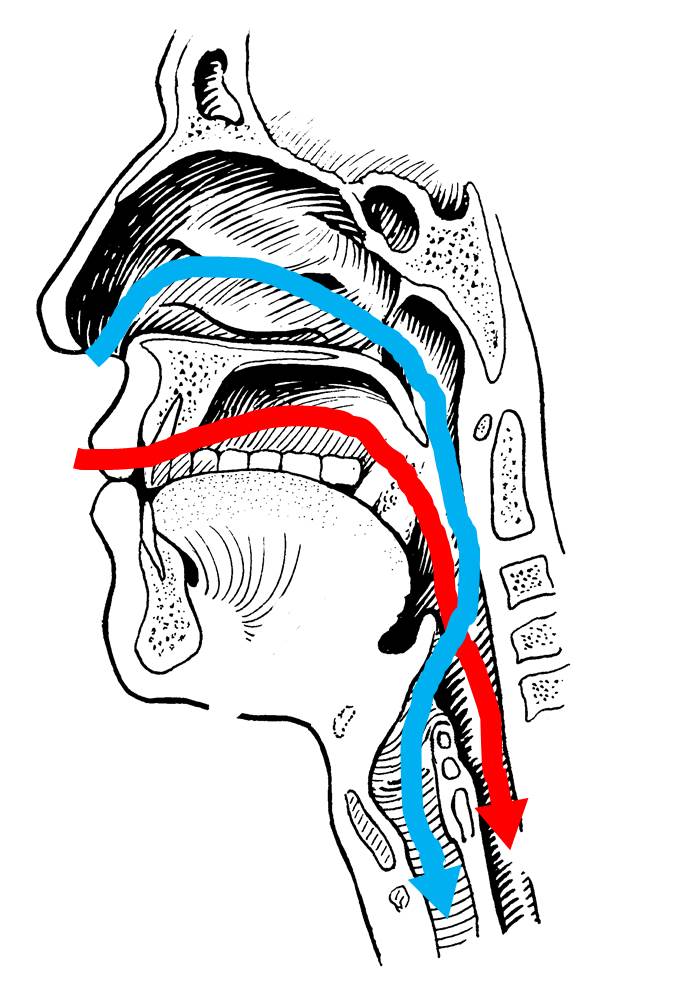 According2Robyn: The Digestive System, Part 2: Swallowing