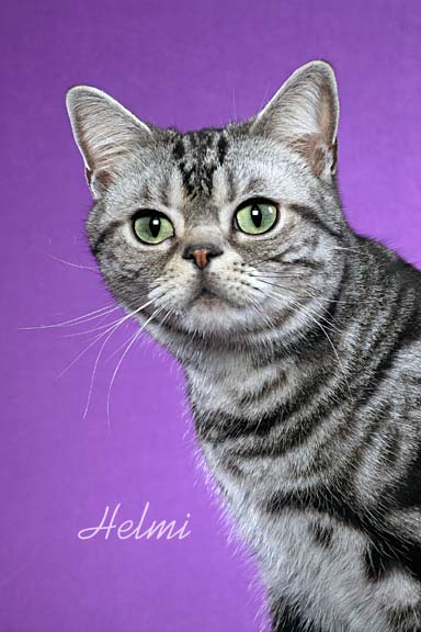 American Shorthair tabby