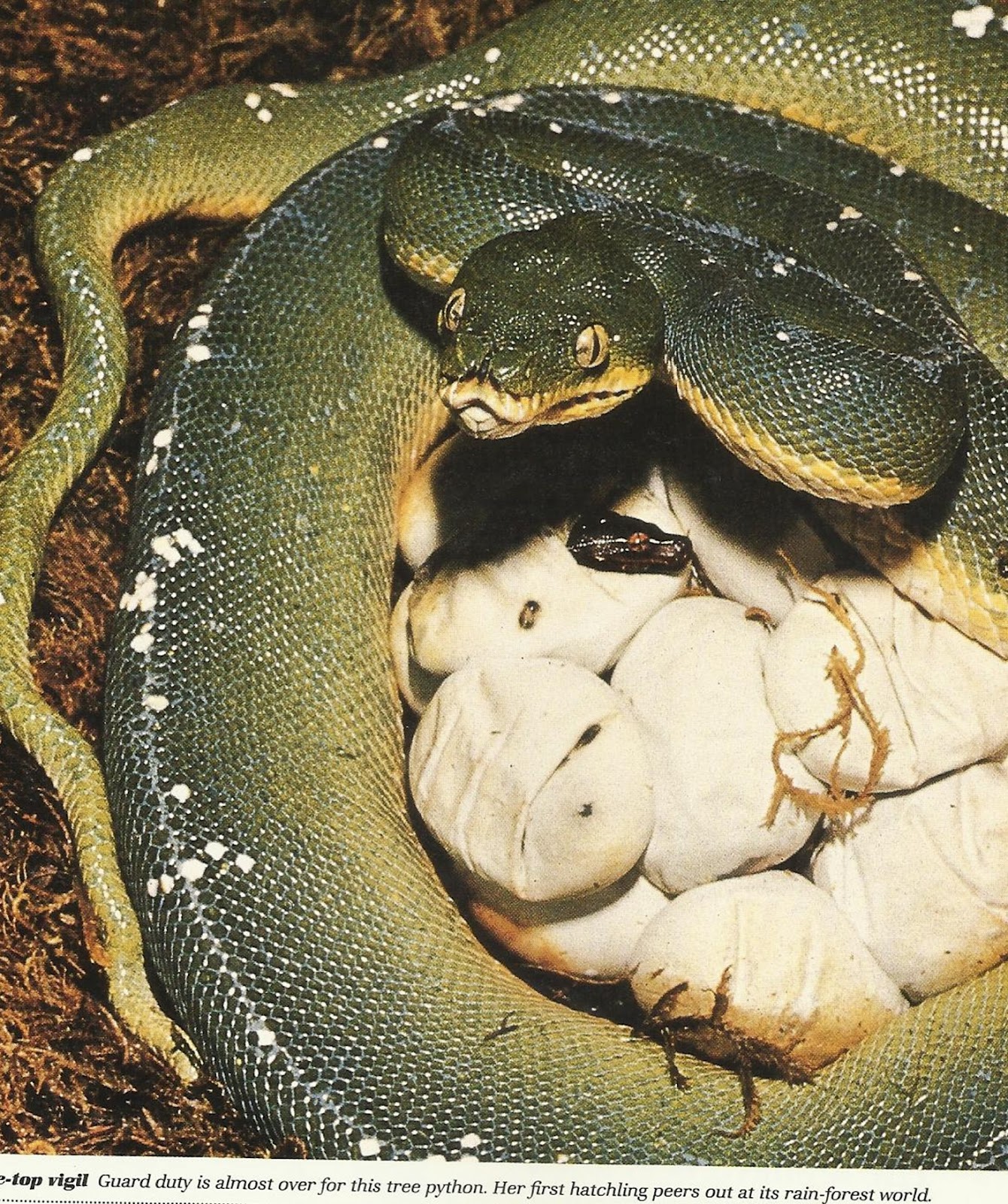 Manash (Subhaditya Edusoft): Wild Life : Wild Life Photography during ...