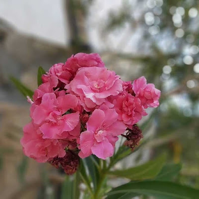 Benim Sözlüğüm: Reyhan'ın Çiçekleri