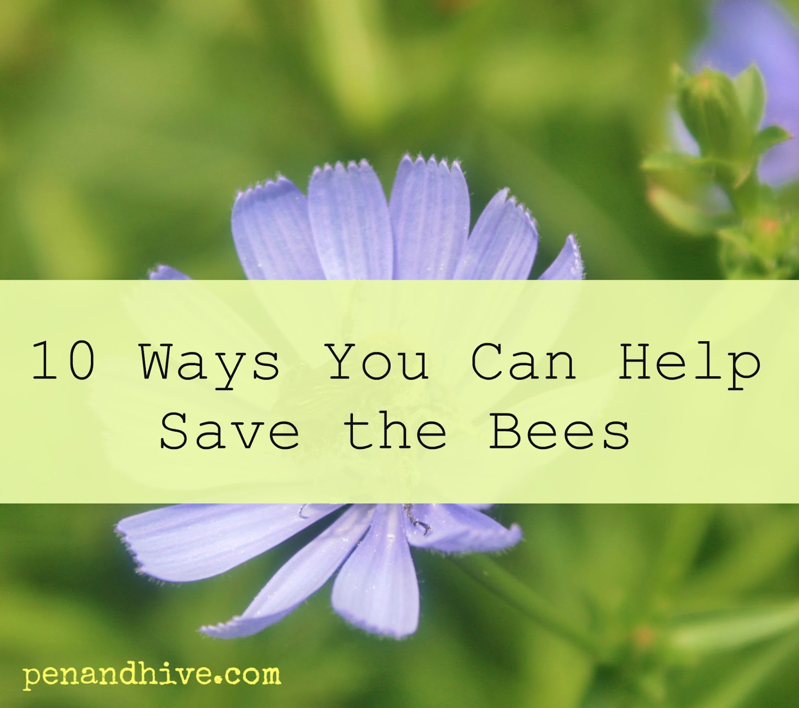 Pen & Hive: 10 Ways to Help Save the Bees