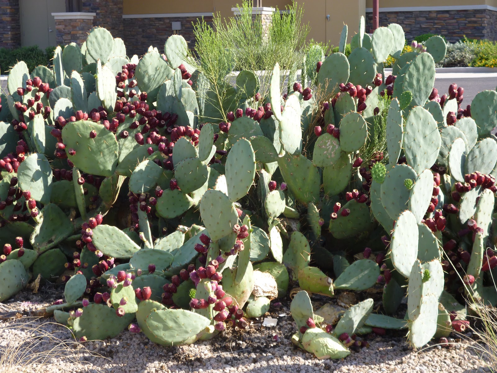 One Moment At A Time: Prickly Pear Jelly