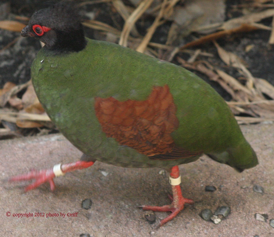 Griff's Bird Photos: Crested Wood Partridge