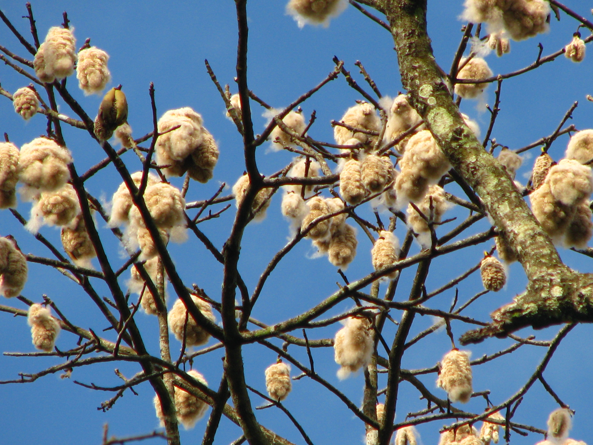 Kapok Fluff and Seed Pods