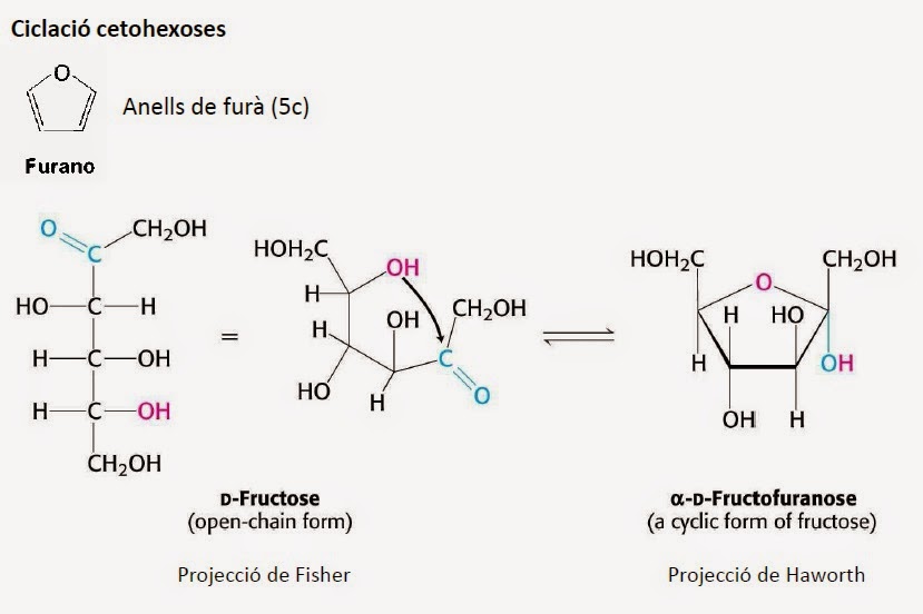 Carbohidrats o glúcids - El dietario de Cristina