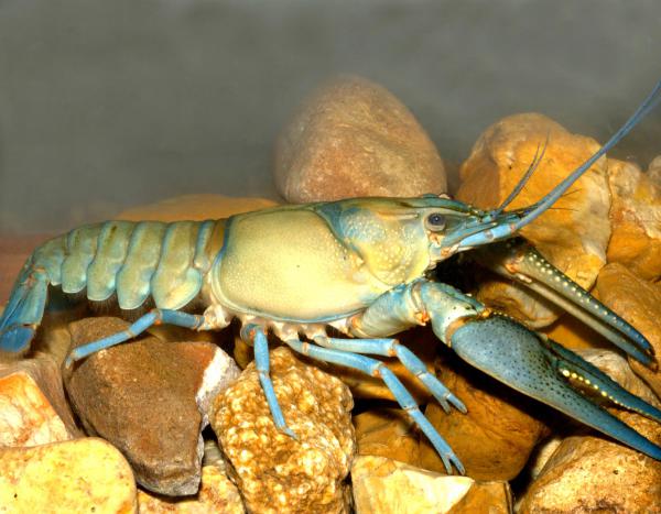 Springfield Plateau: Virile Crayfish