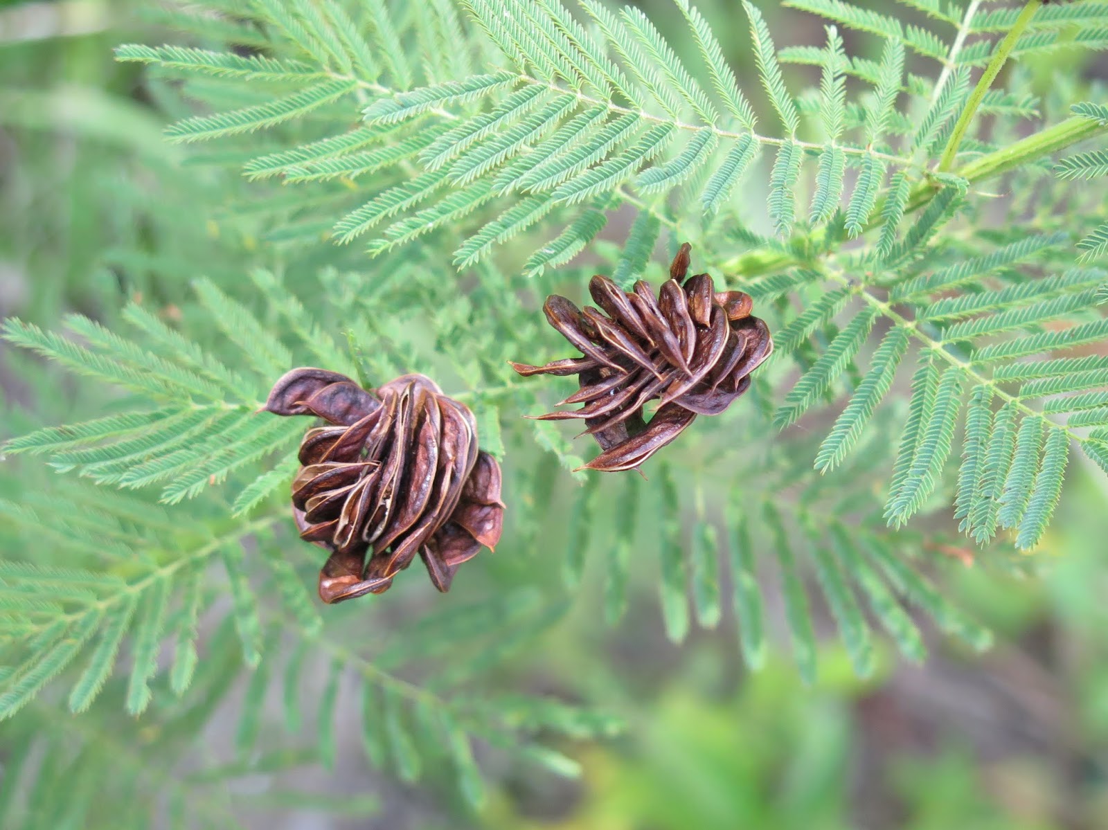 Ironically Normal: Bonham State Park