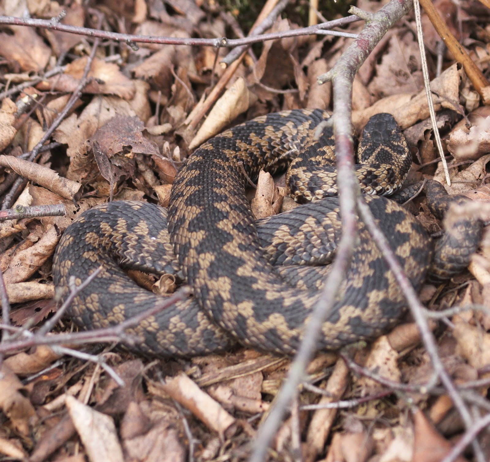 Simon and Karen Spavin: Hatfield Moor Adders