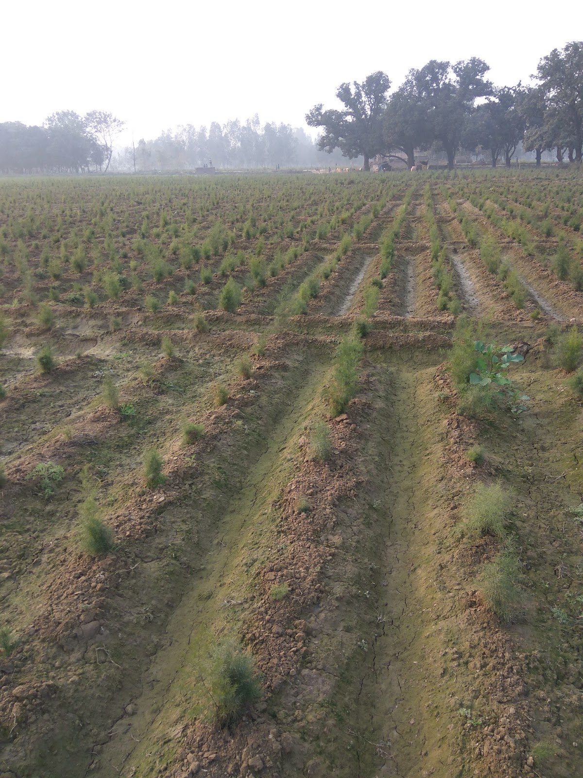 Yellow nepali shatavari ( wild asparagus racemosus ) farming: Yellow ...