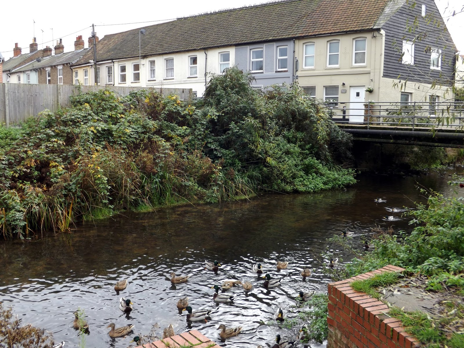My Adventures 3: Halstead,Essex Circular Walk 4th November 2019