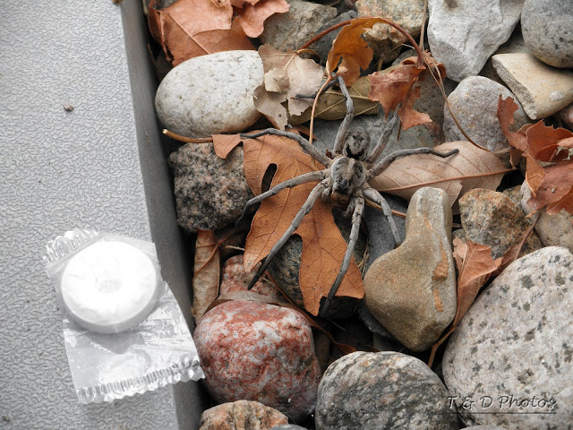 Colorado Photos.....: Wolf Spider