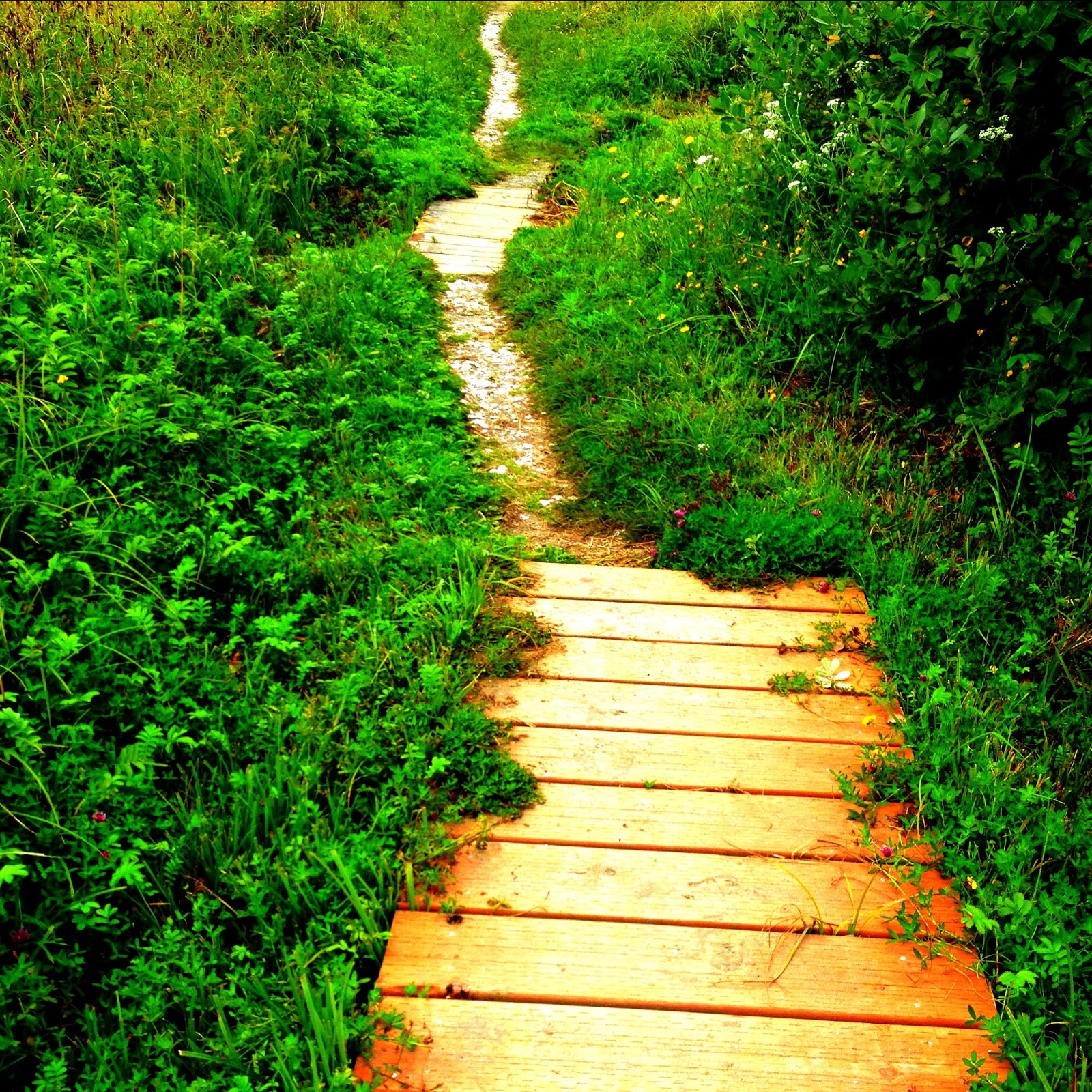 My bona fide life: The crooked Path