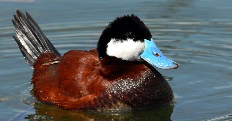 Birding Is Fun!: Ruddy Duck - featured bird of GSL Bird Festival