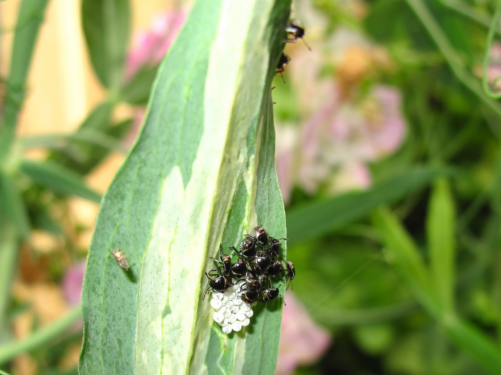 BugBlog: Bug babies leave their siblings