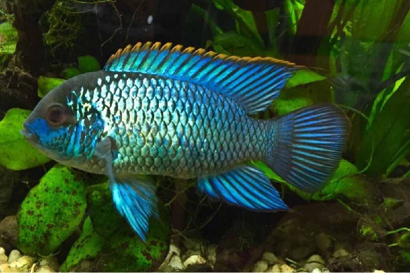 Ikan Hias Akara (Blue Acara) Dan Cara Budidayanya - cara ternak ikan
